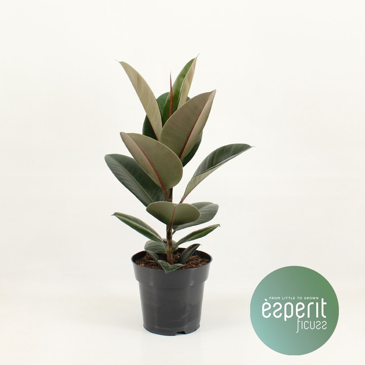 Ficus elastica 'Robusta' — Plant Wholesale FlorAccess