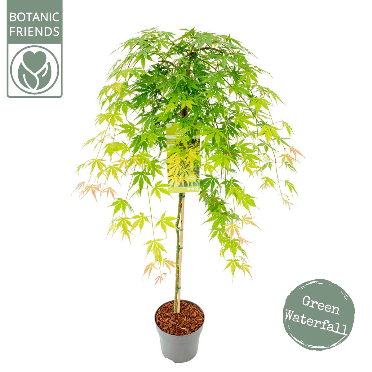 Acer palmatum CASCADE EMERALD — Pflanzengroßhandel FlorAccess