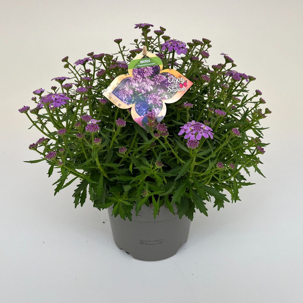 Iberis MERMAID LAVENDER — Plant Wholesale FlorAccess