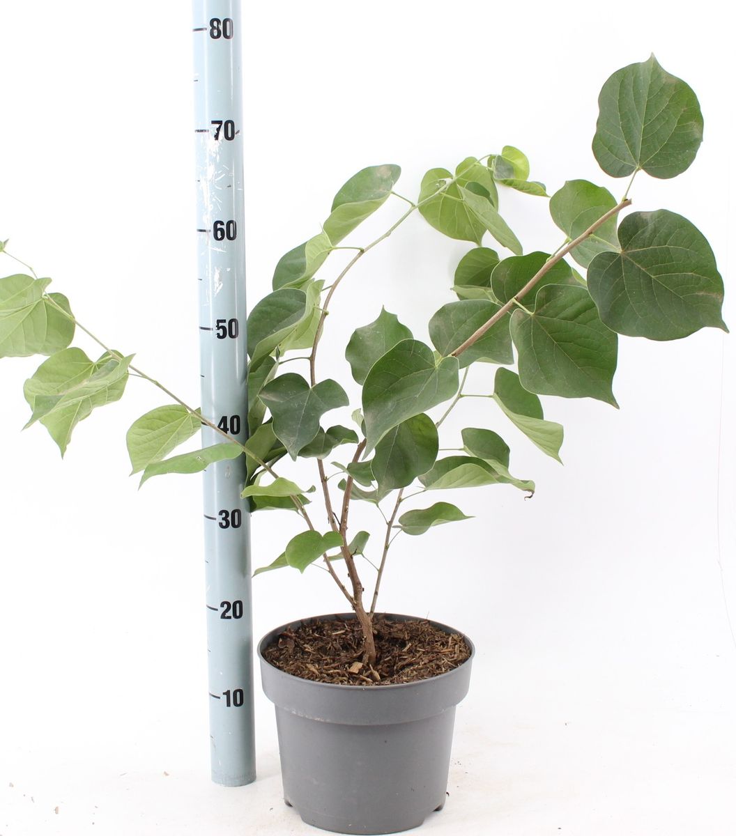 Cercis chinensis 'Shirobana' — Plant Wholesale FlorAccess