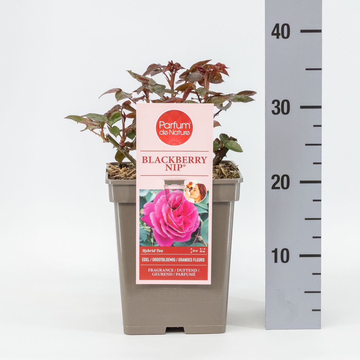 Rosa BLACKBERRY NIP — Plant Wholesale FlorAccess