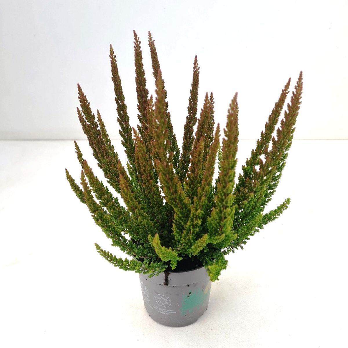 Calluna vulgaris SKYLINE PRETORIA — Plant Wholesale FlorAccess
