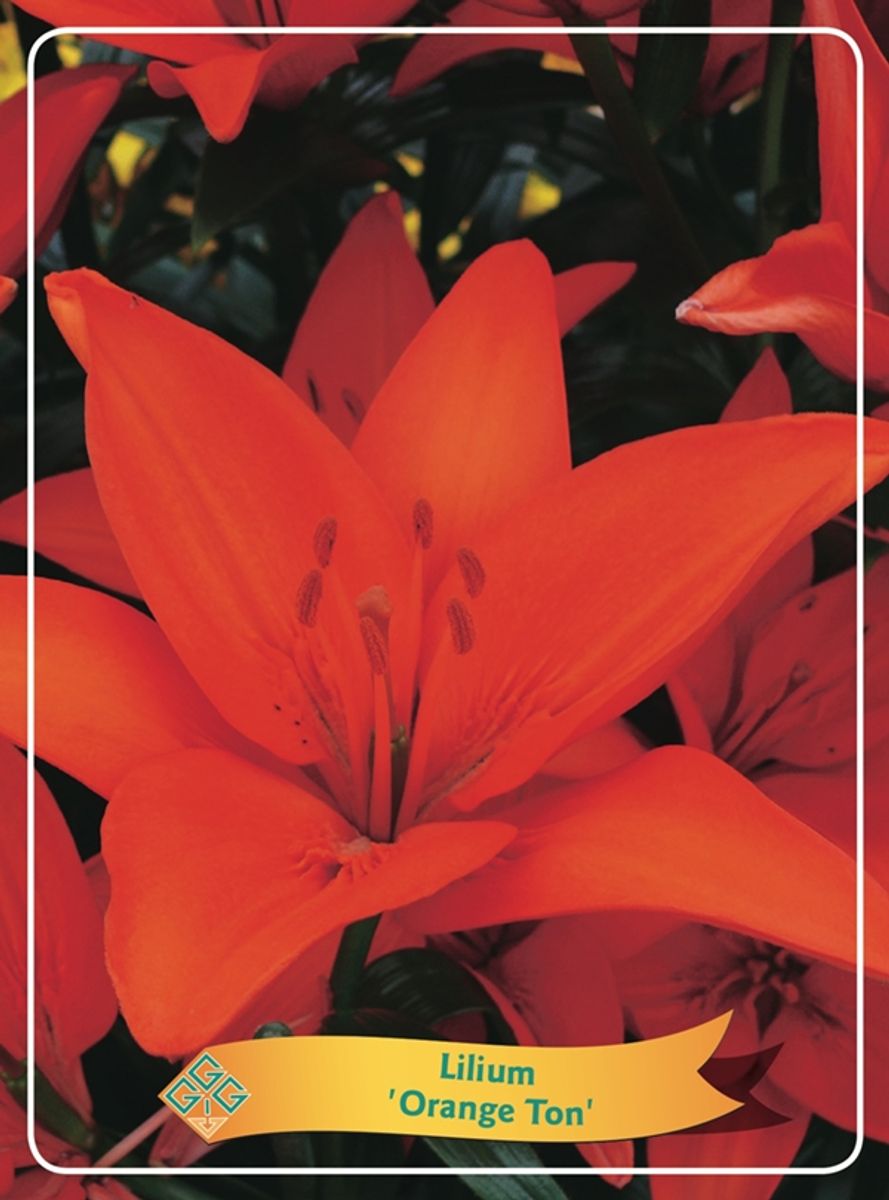 Lilium 'Orange Ton' — Plant Wholesale FlorAccess