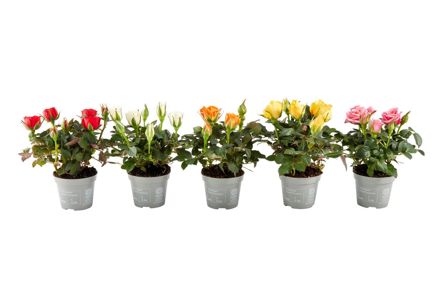 Rosa MIX — Рослини оптом FlorAccess