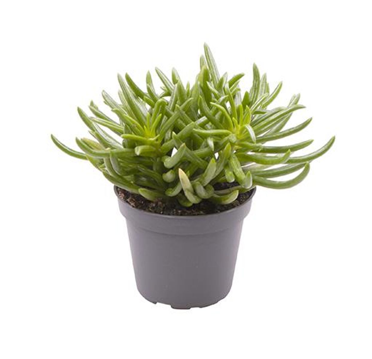 Senecio archeri 'Himalaya' — Рослини оптом FlorAccess