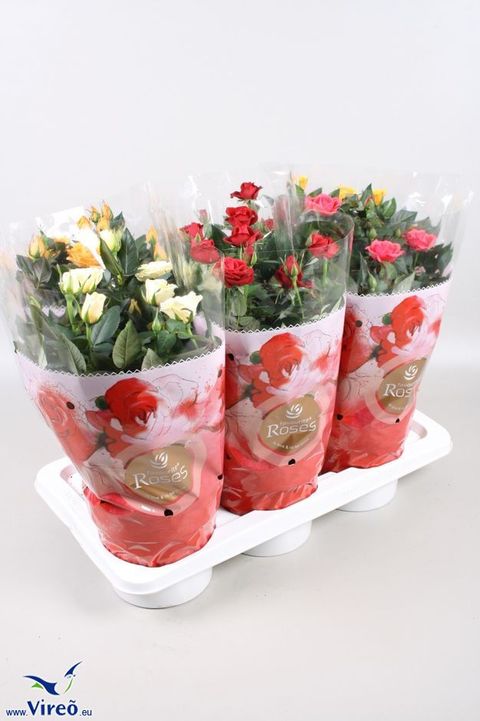 Rosa FAVOURITE ROSES MIX — Plant Wholesale FlorAccess