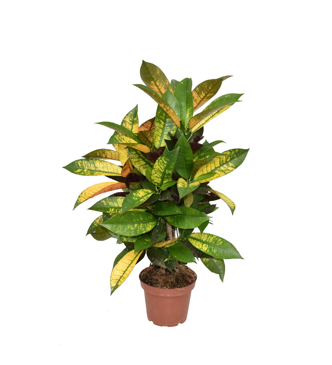 Codiaeum variegatum 'Mrs Iceton' — Plant Wholesale FlorAccess