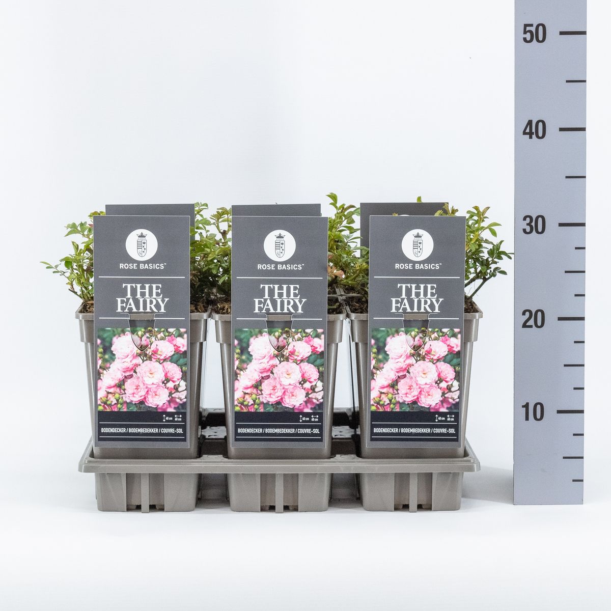 Rosa 'The Fairy' — Plant Wholesale FlorAccess