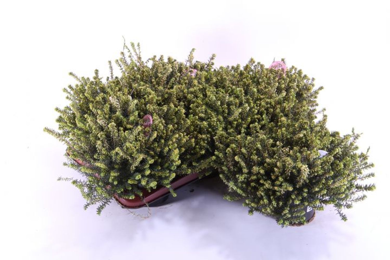 Erica x darleyensis 'Darley Dale' — Plant Wholesale FlorAccess