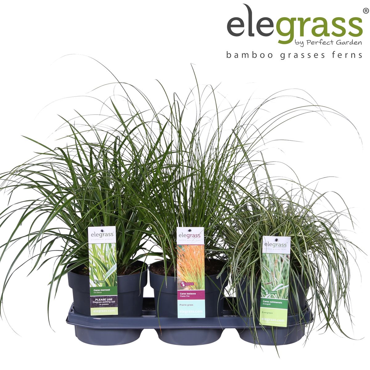 Carex MIX — Plant Wholesale FlorAccess