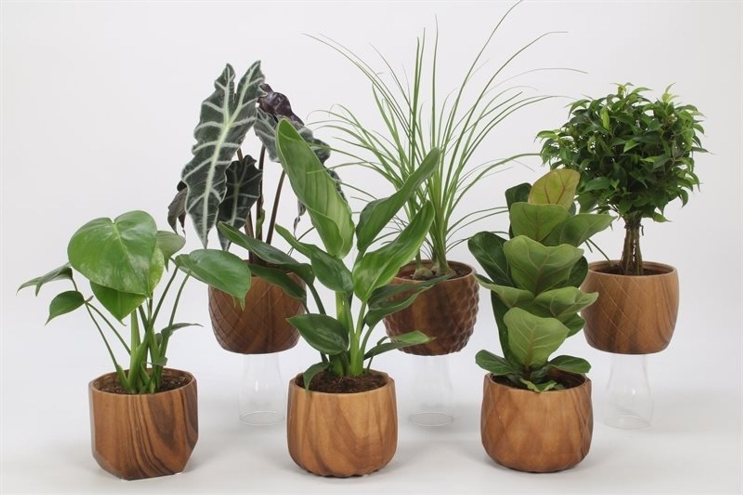 Houseplants MIX — Plant Wholesale FlorAccess