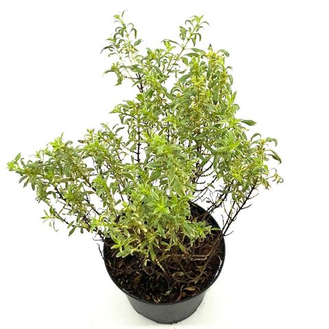 Fuchsia magellanica 'Sharpitor' — Plant Wholesale FlorAccess