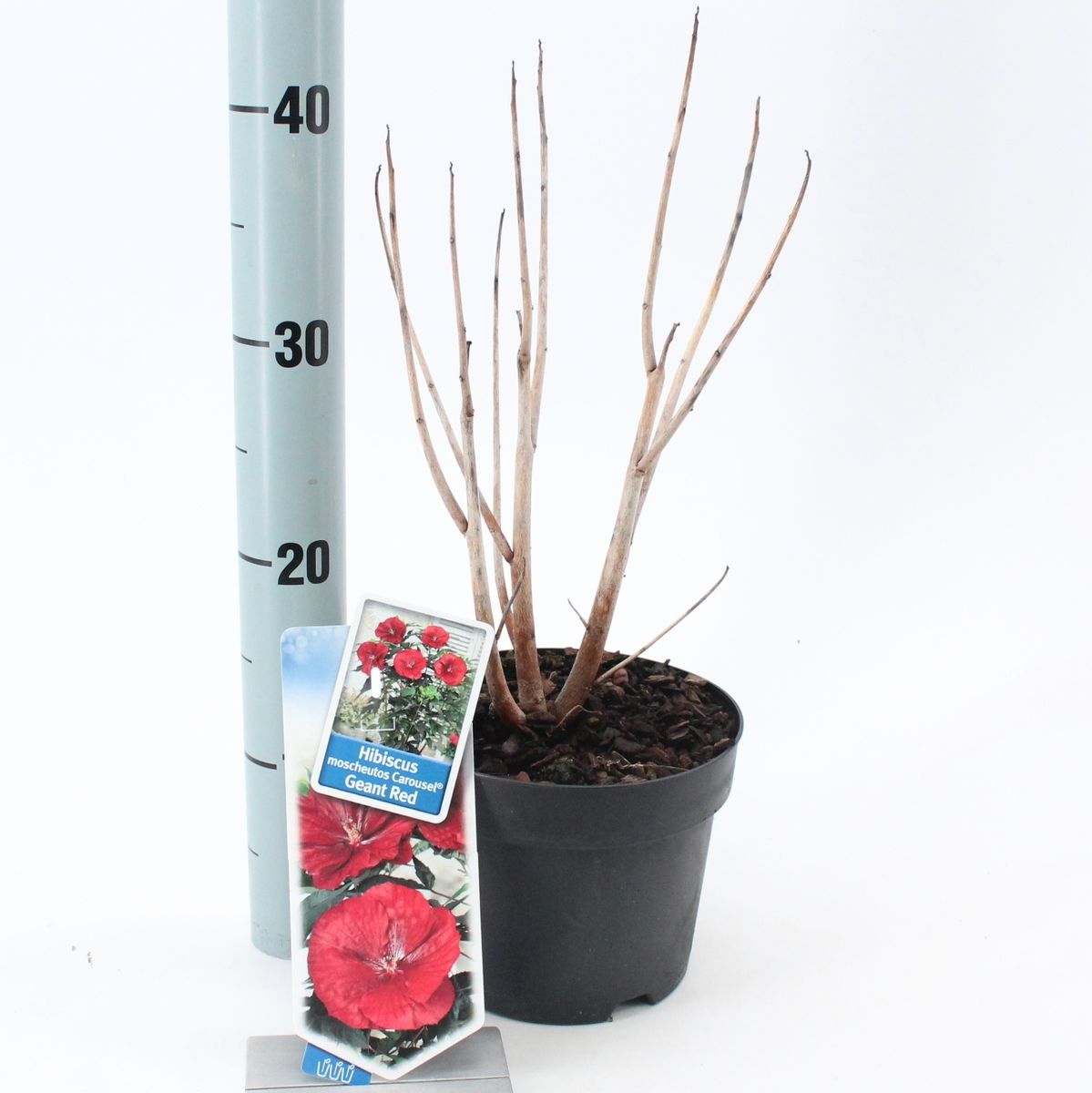 Hibiscus moscheutos CAROUSEL GEANT RED — Plant Wholesale FlorAccess