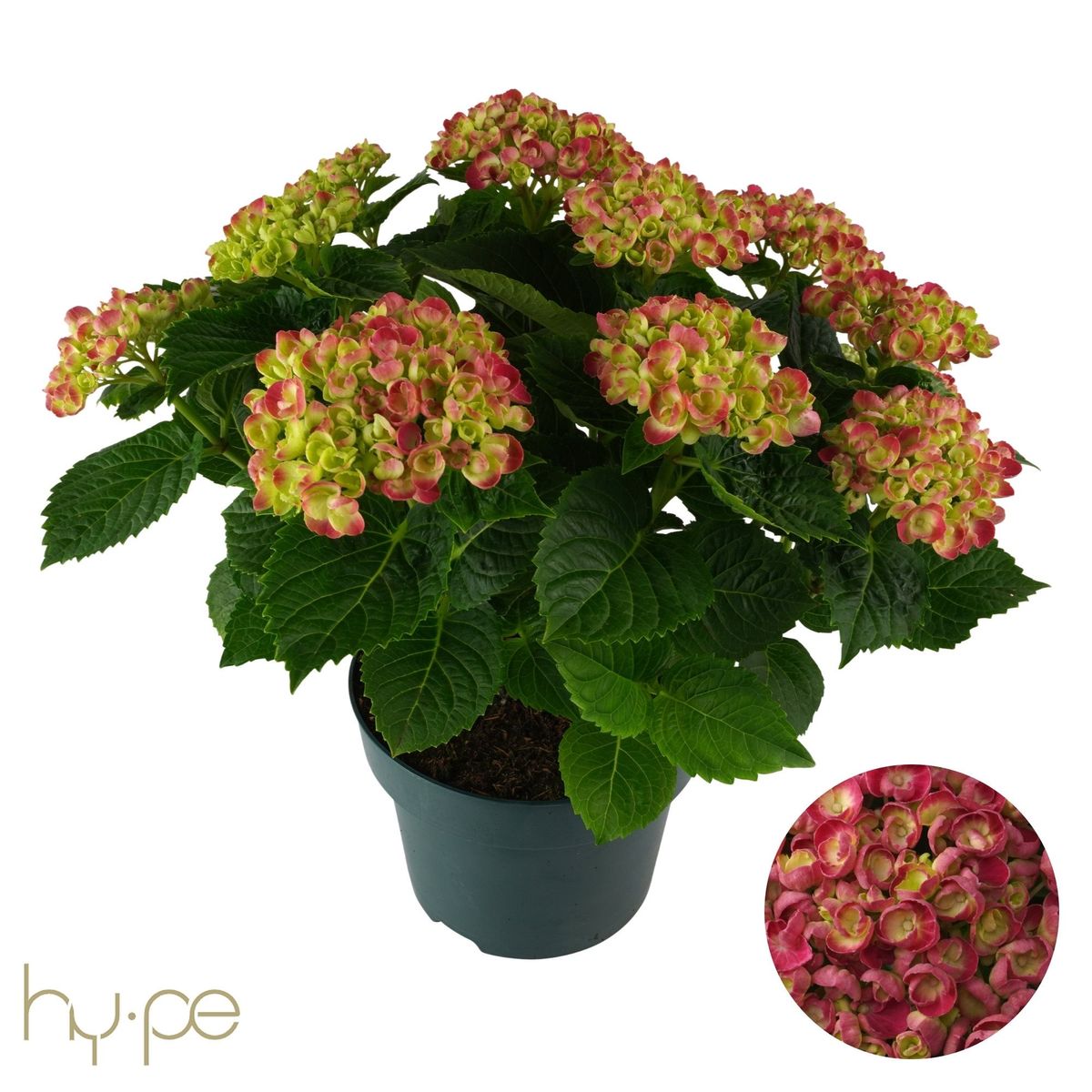 Hydrangea macrophylla CURLY WURLY RED — Plant Wholesale FlorAccess