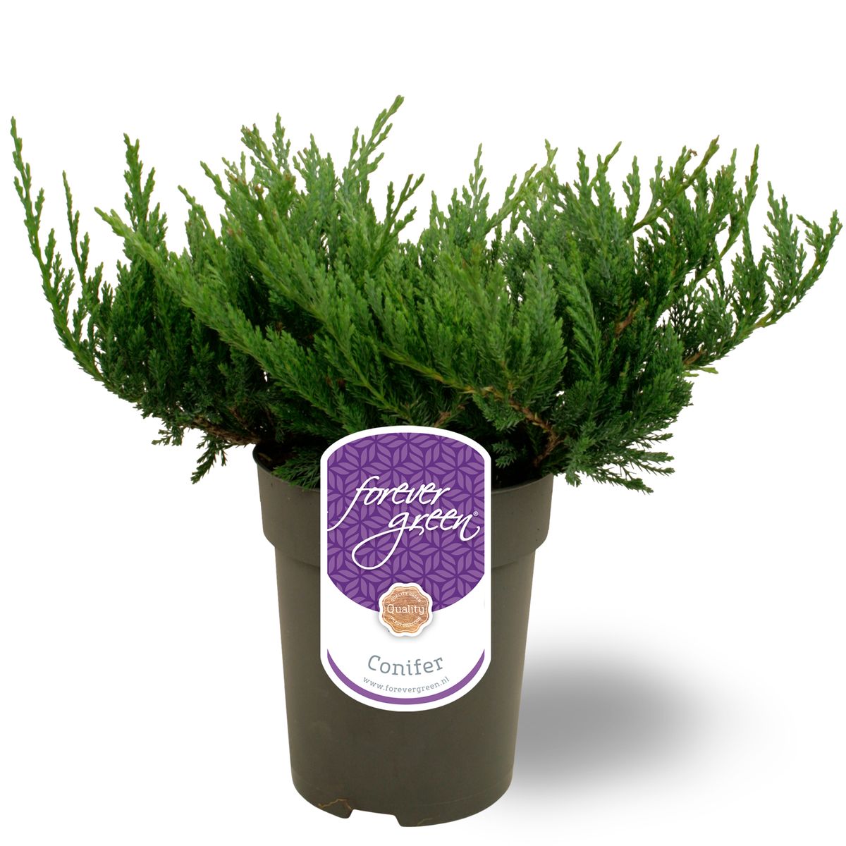 Juniperus horizontalis 'Blue Chip' — Plant Wholesale FlorAccess