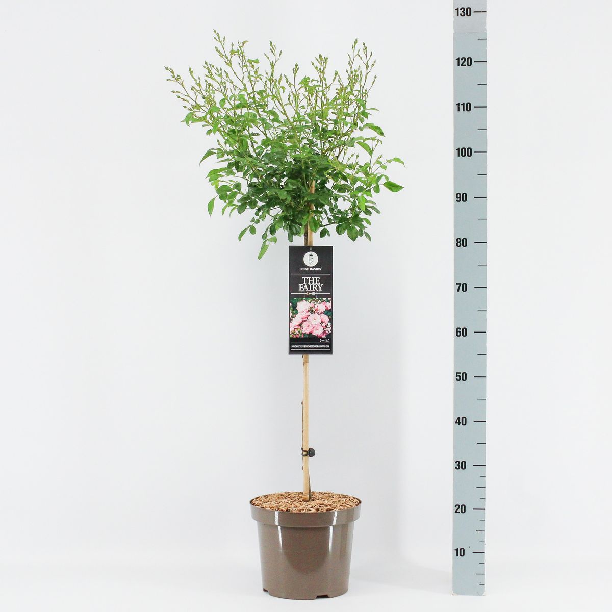 Rosa 'The Fairy' — Plant Wholesale FlorAccess