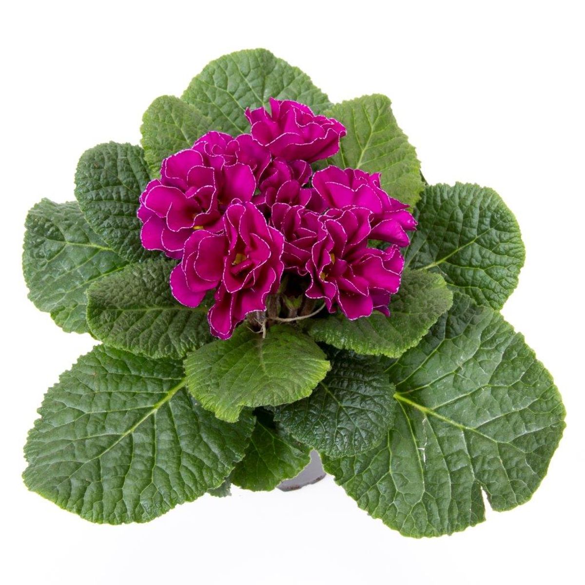 Primula 'Princess Lilac' — Plant Wholesale FlorAccess