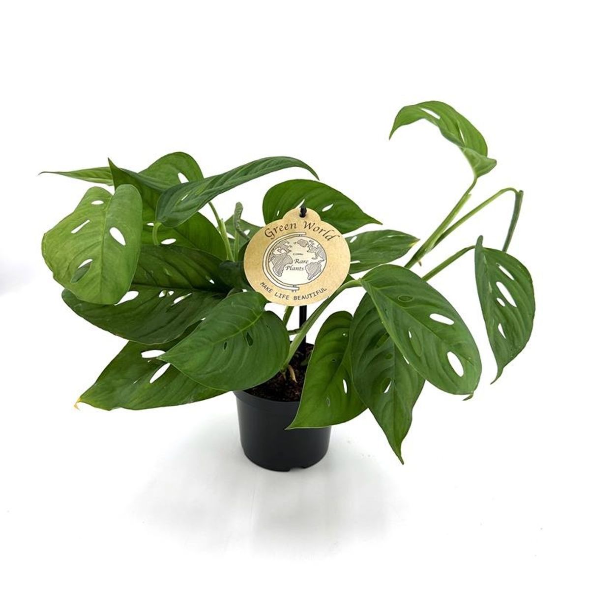 Monstera acuminata — Plant Wholesale FlorAccess