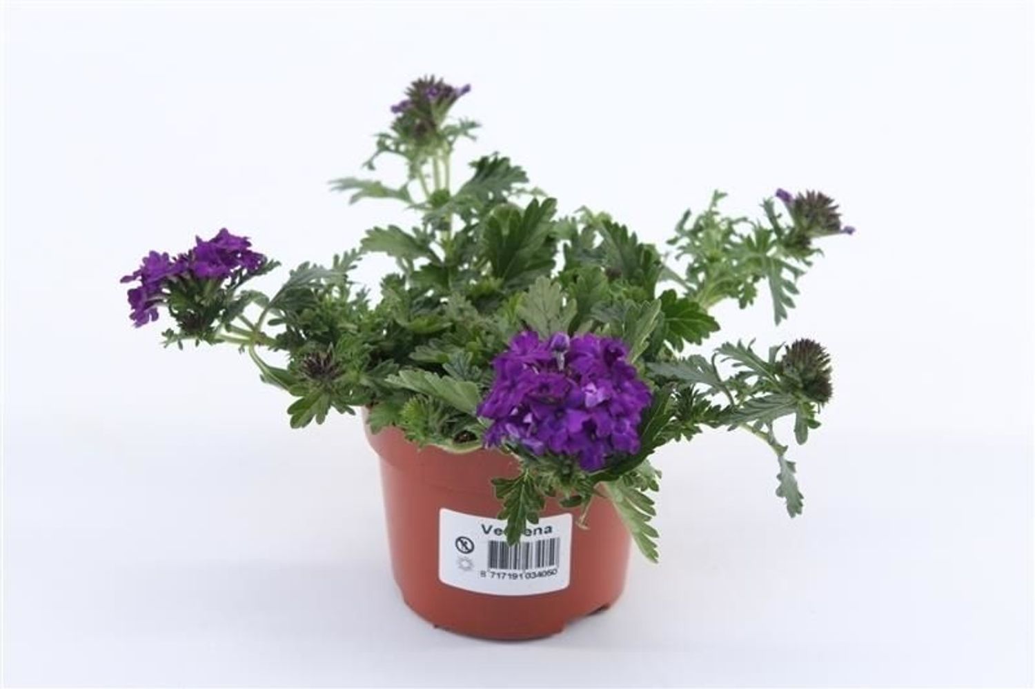 Verbena RAPUNZEL VIOLET — Plant Wholesale FlorAccess
