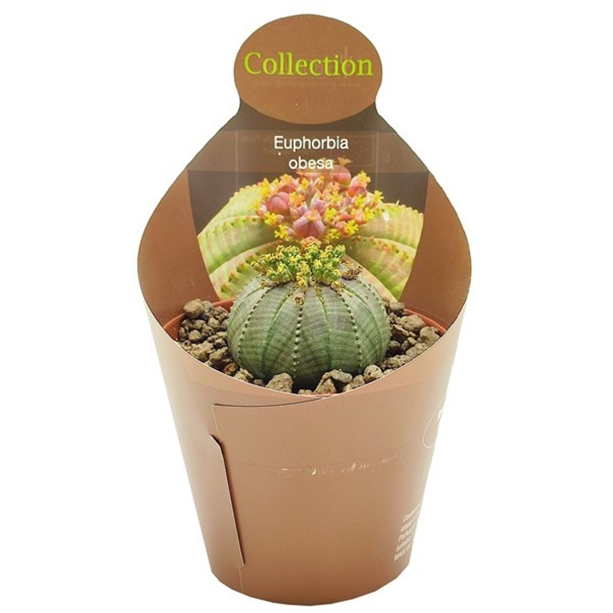 Euphorbia obesa — Plant Wholesale FlorAccess
