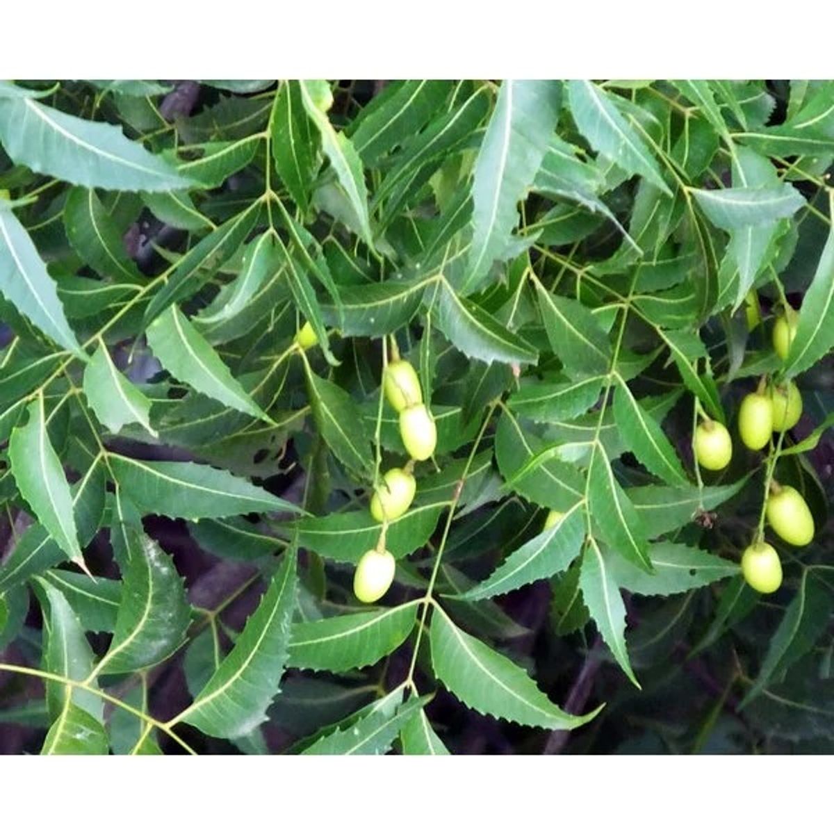 Azadirachta indica — Plant Wholesale FlorAccess