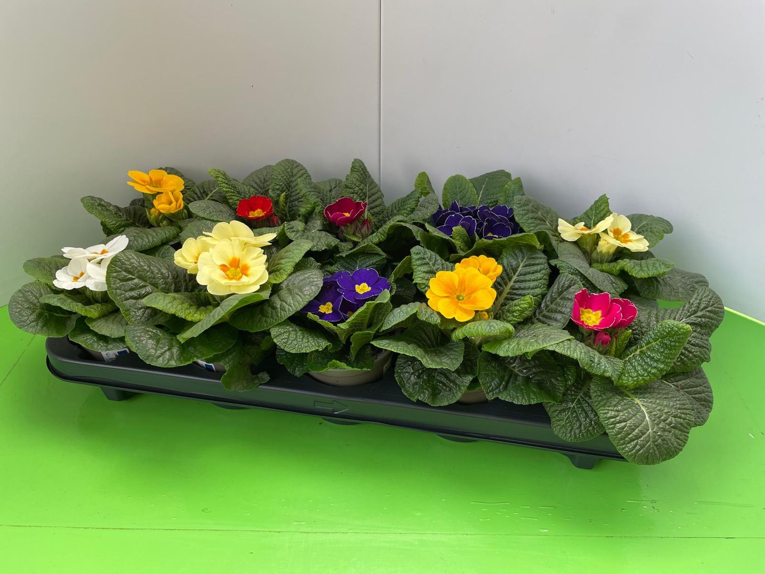 Primula PARADISO MIX — Plant Wholesale FlorAccess