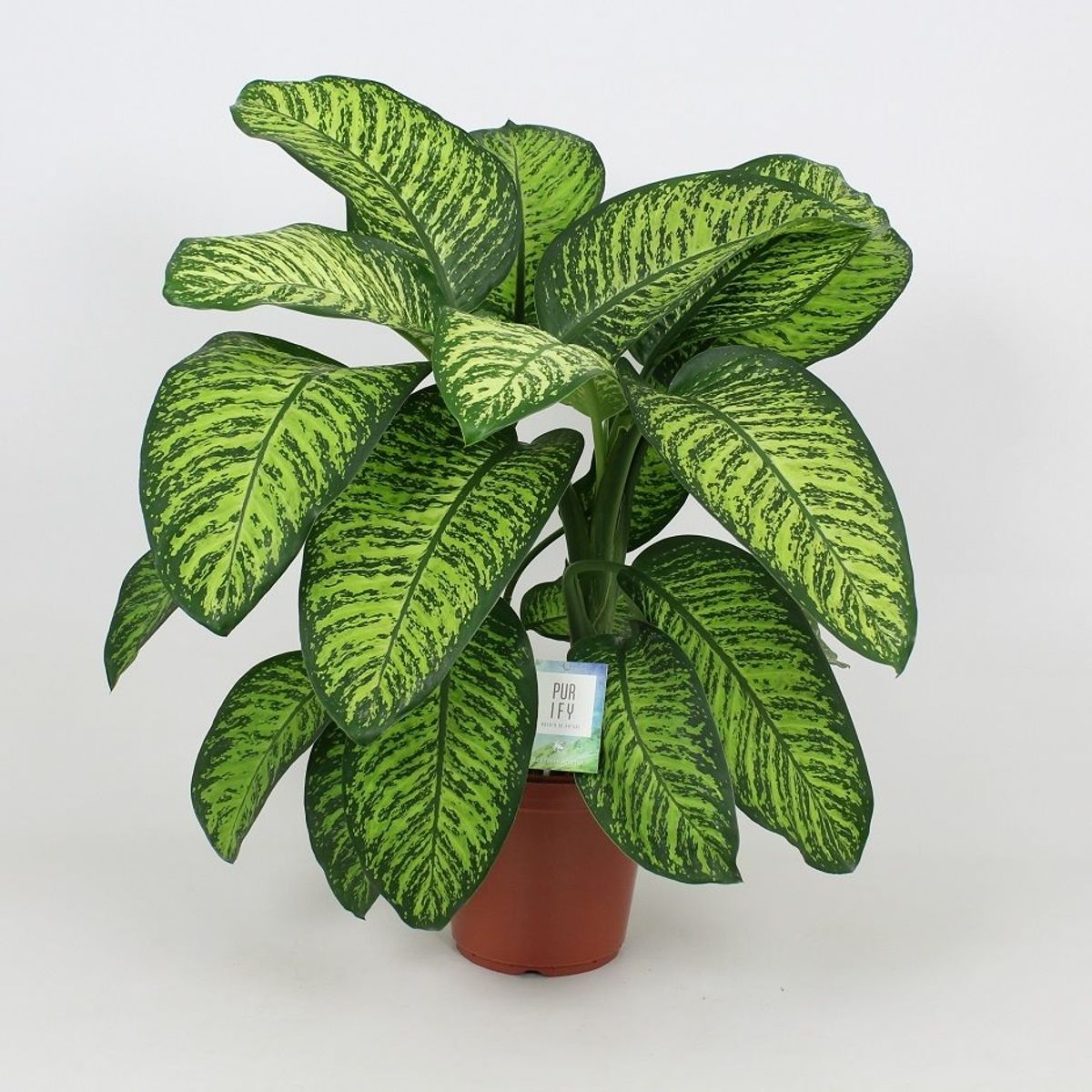 Dieffenbachia Tropic Jewel Hurtownia Ro lin FlorAccess Dieffenbachia Tropic Jewel Hurtownia Ro lin FlorAccess