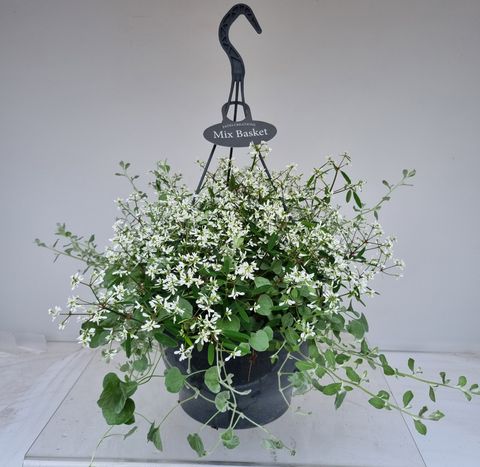 Perennials MIX IN POT — Plant Wholesale FlorAccess