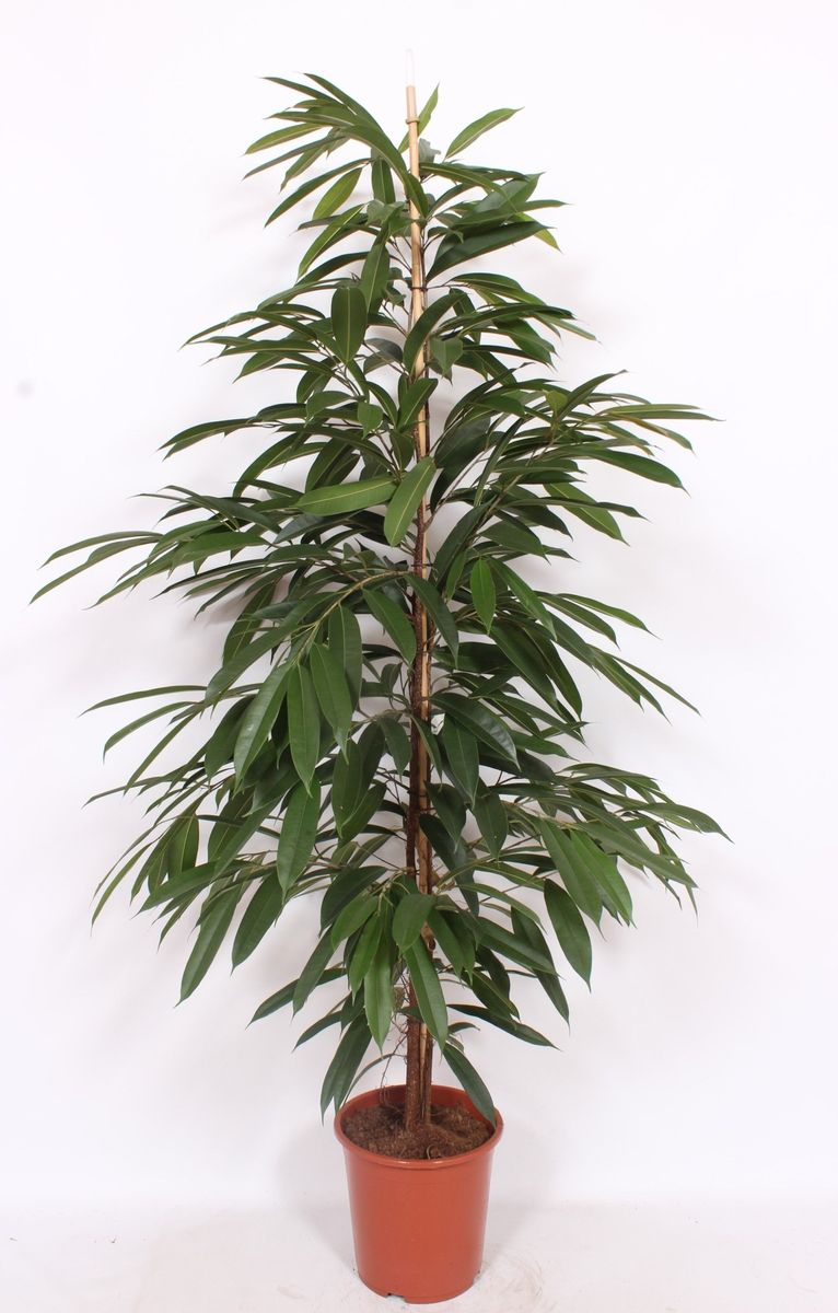 Ficus binnendijkii 'Amstel King' — Plant Wholesale FlorAccess
