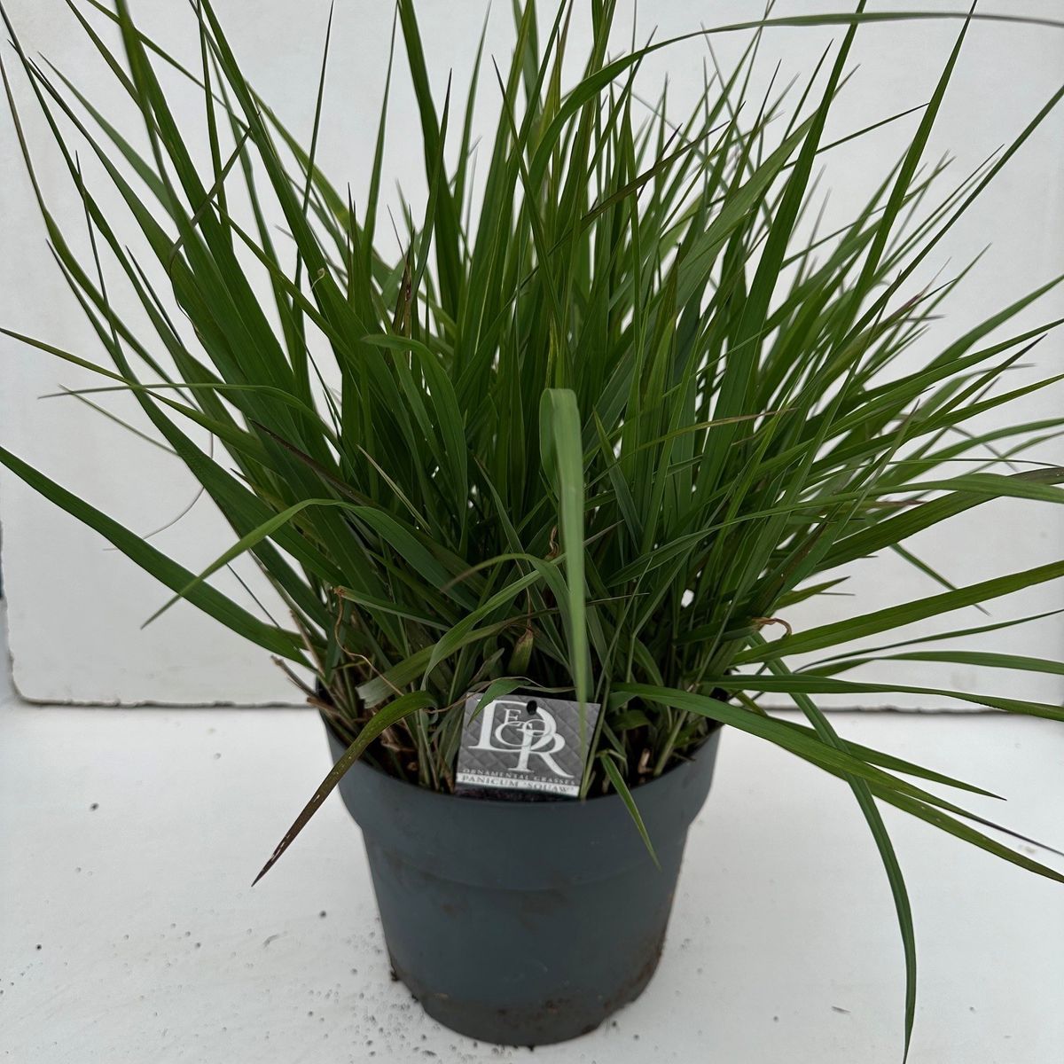 Panicum virgatum 'Squaw' — Рослини оптом FlorAccess
