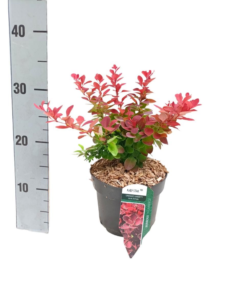 Berberis thunbergii 'Ruby Star' — Plant Wholesale FlorAccess