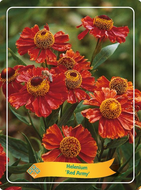 Helenium 'Red Army' — Plant Wholesale FlorAccess