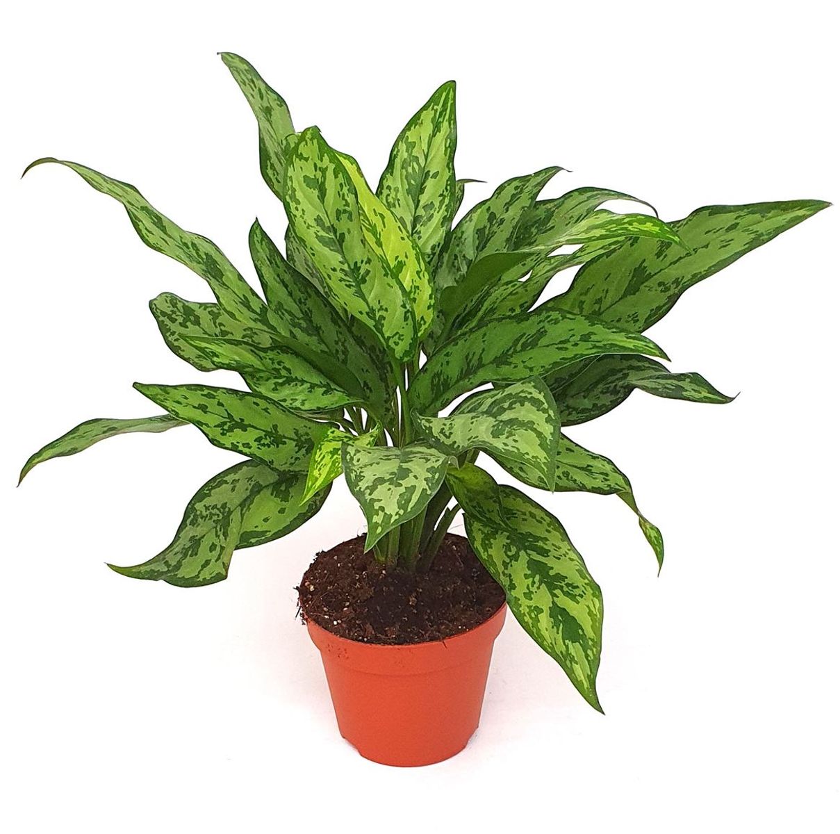 Aglaonema 'Romeo' — Plant Wholesale FlorAccess