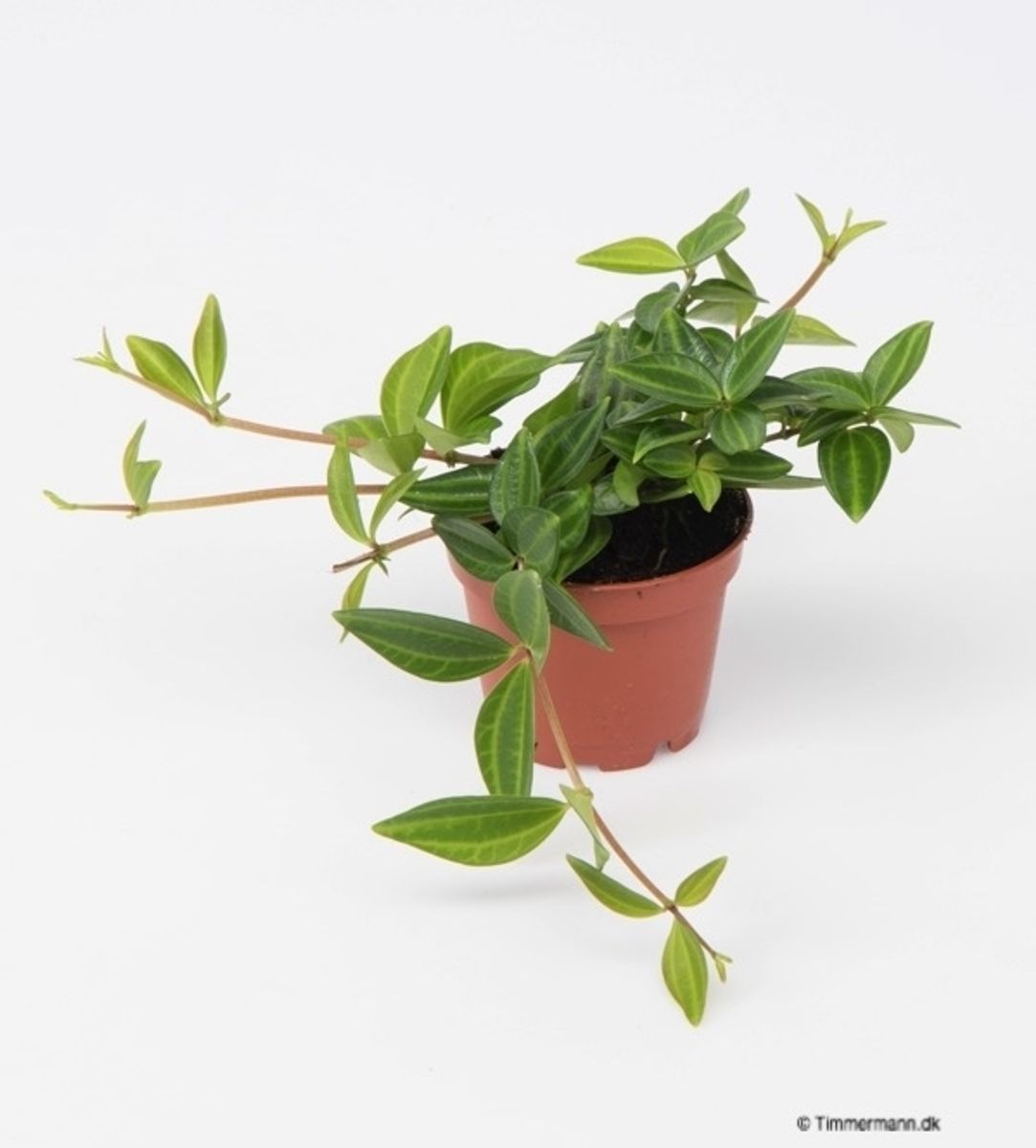 Peperomia rotundifolia — Рослини оптом FlorAccess
