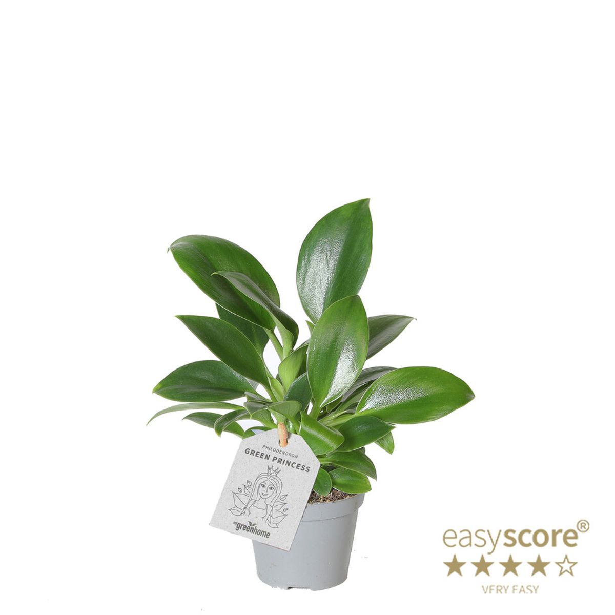 Philodendron erubescens 'Green Princess' — Plant Wholesale FlorAccess