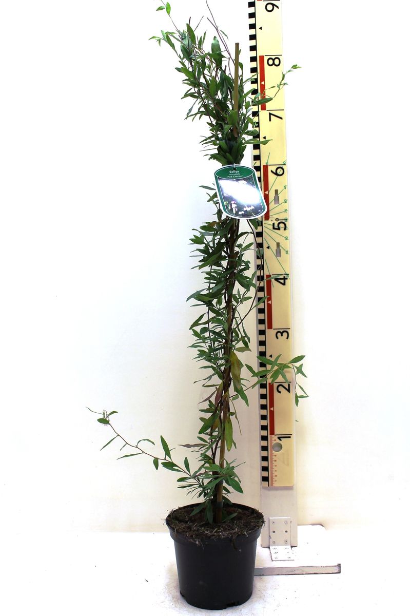 Sollya heterophylla PINK — Plant Wholesale FlorAccess