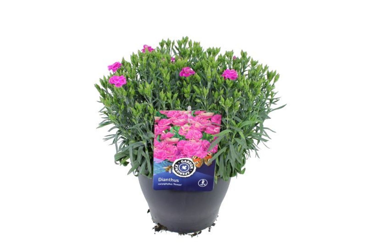 Dianthus caryophyllus 'Peman' — Plant Wholesale FlorAccess