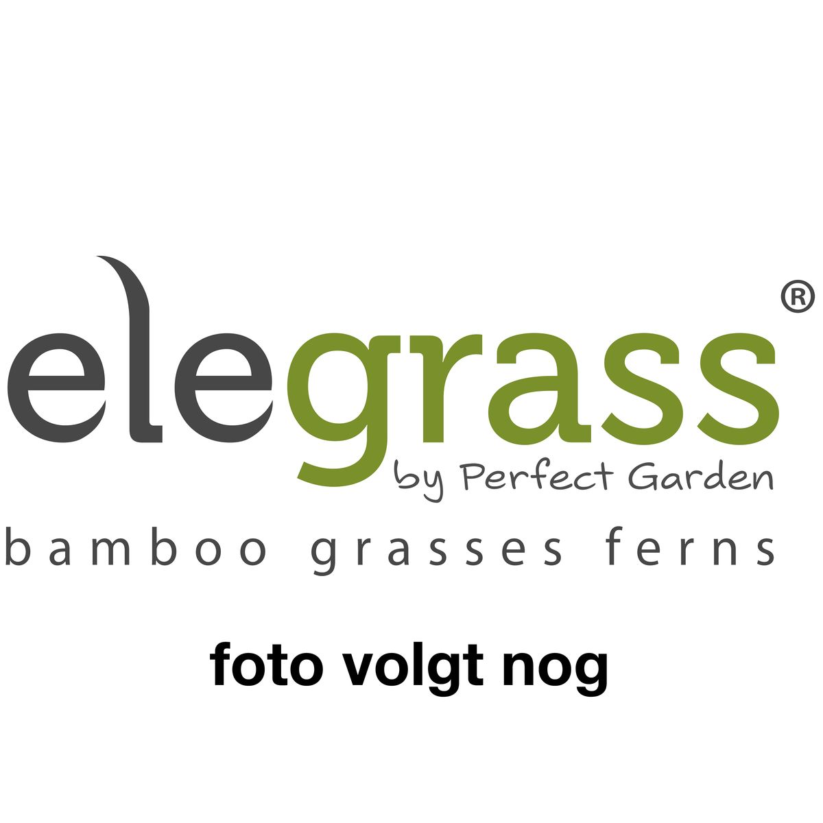 Miscanthus sinensis 'Ards Angel' — Plant Wholesale FlorAccess