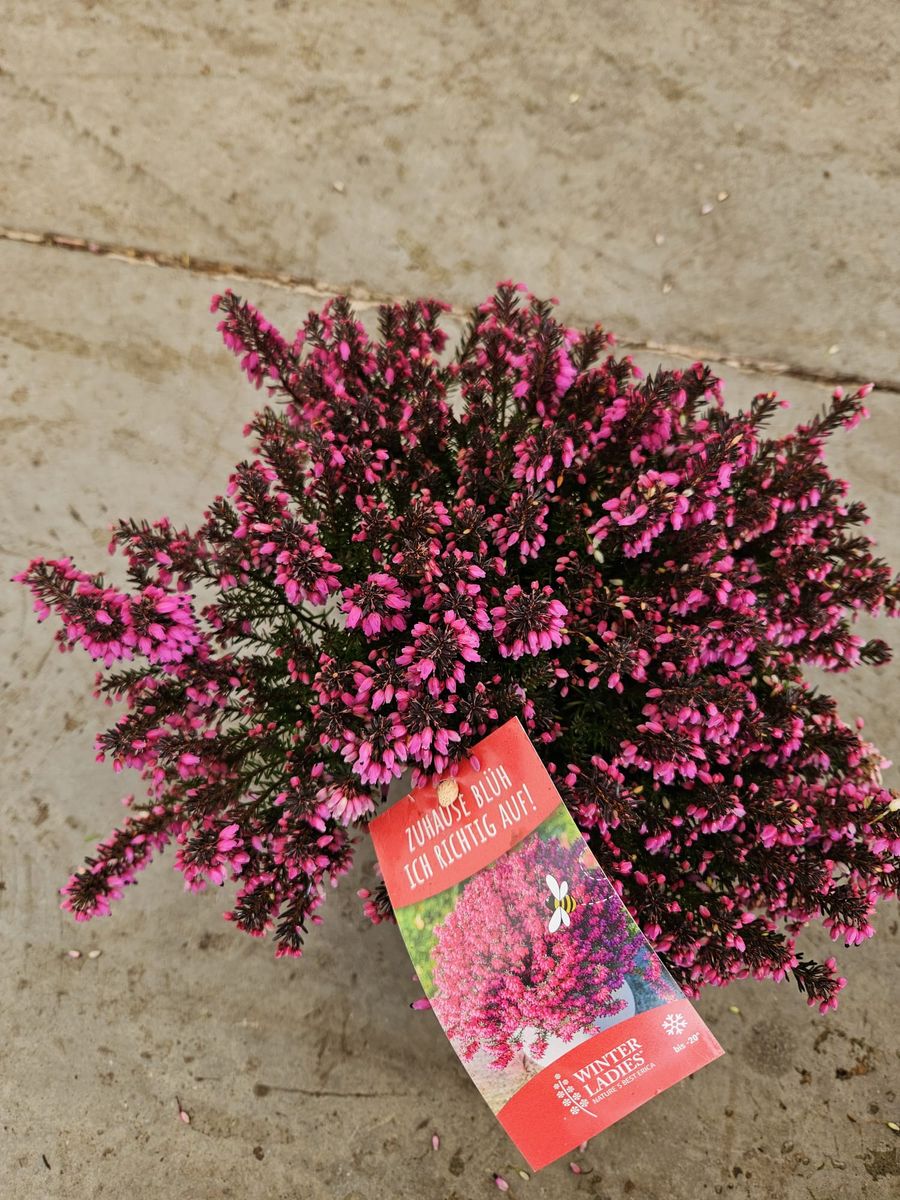 Erica carnea WINTER LADIES SARAH — Plant Wholesale FlorAccess