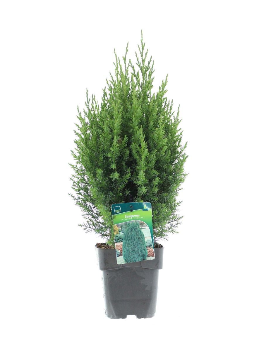 Juniperus chinensis 'Stricta' — Plant Wholesale FlorAccess