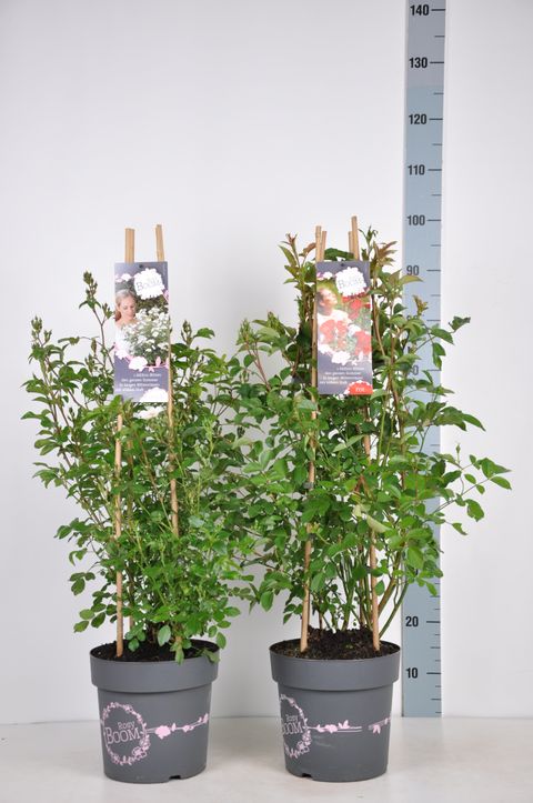 Rosa ROSY BOOM MIX — Plant Wholesale FlorAccess