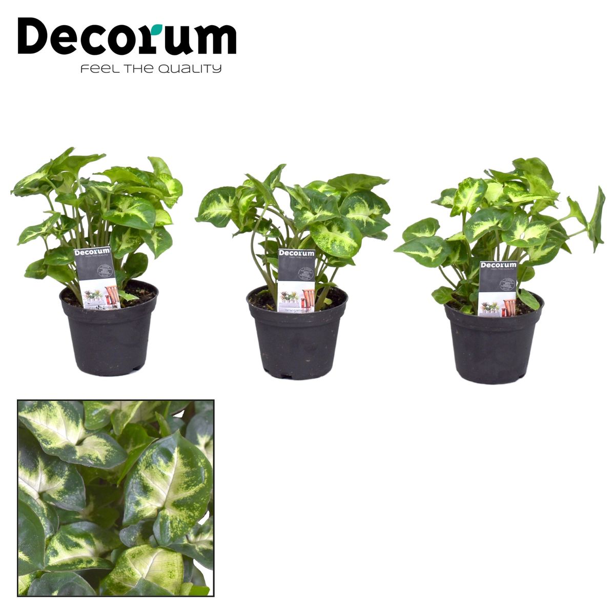 Syngonium 'Pixie' — Plant Wholesale FlorAccess