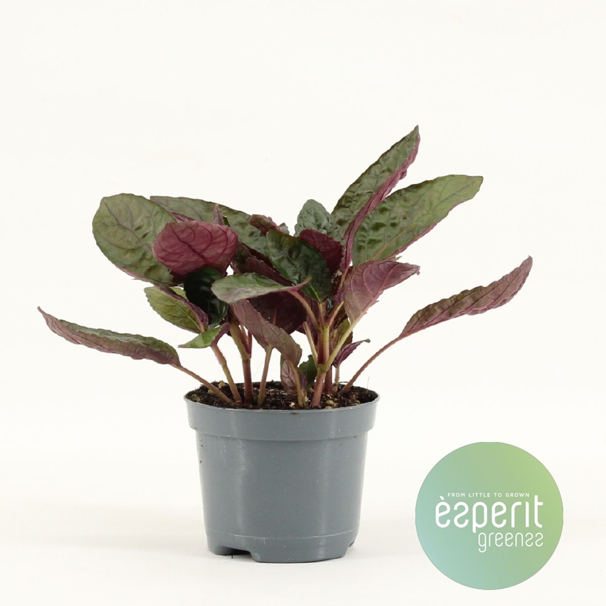 Hemigraphis 'Crispy Red Flame' — Plant Wholesale FlorAccess