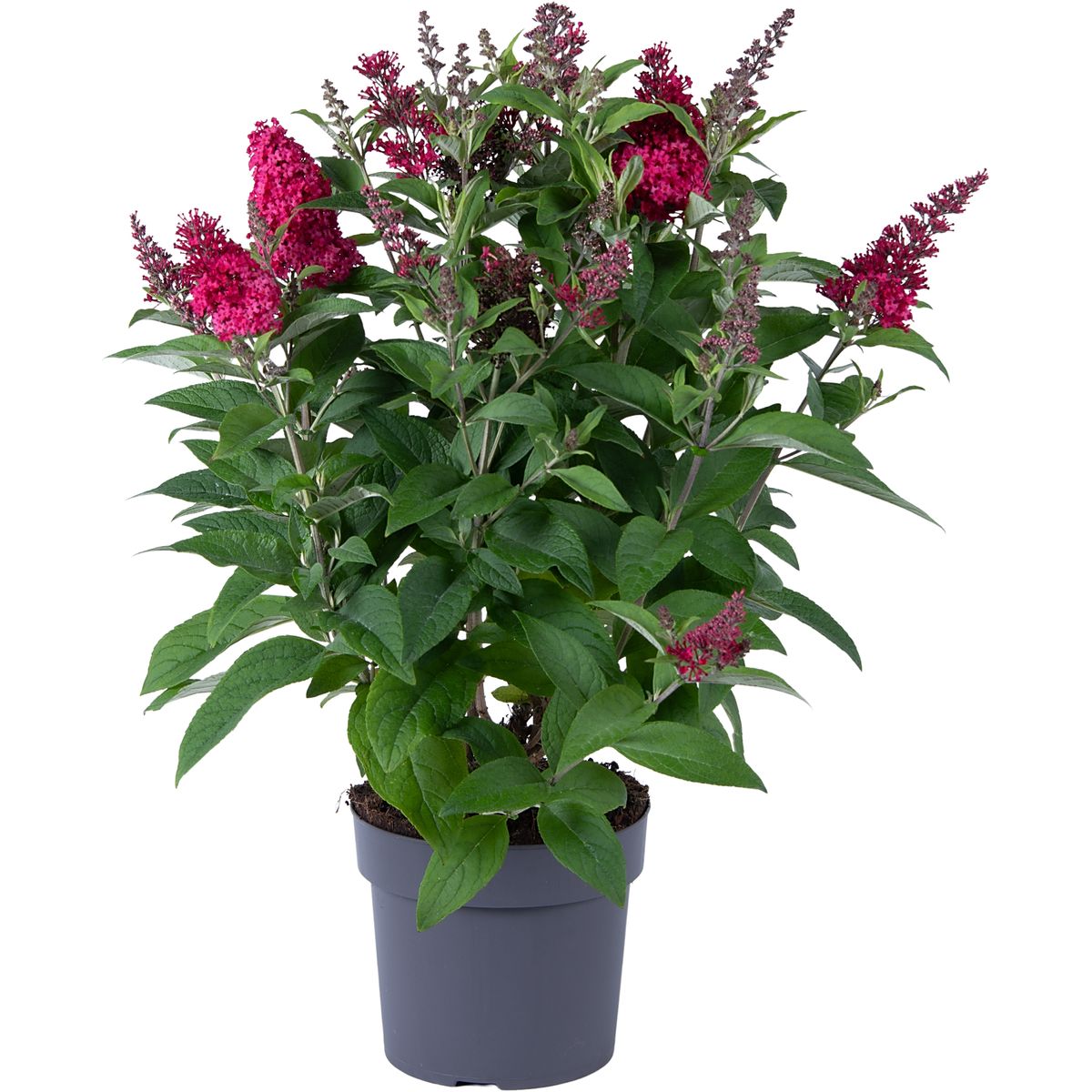 Buddleja davidii BUTTERFLY CANDY LITTLE RUBY — Plant Wholesale FlorAccess