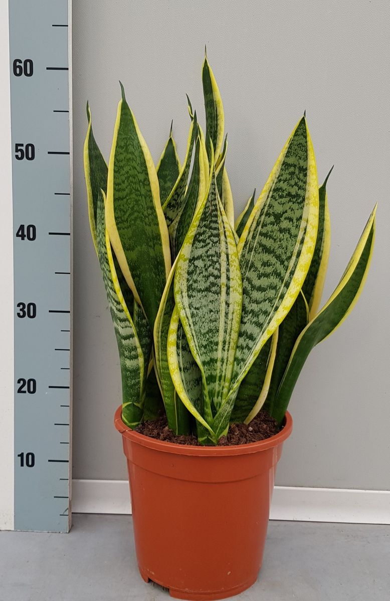 Sansevieria trifasciata 'Laurentii' — Plant Wholesale FlorAccess
