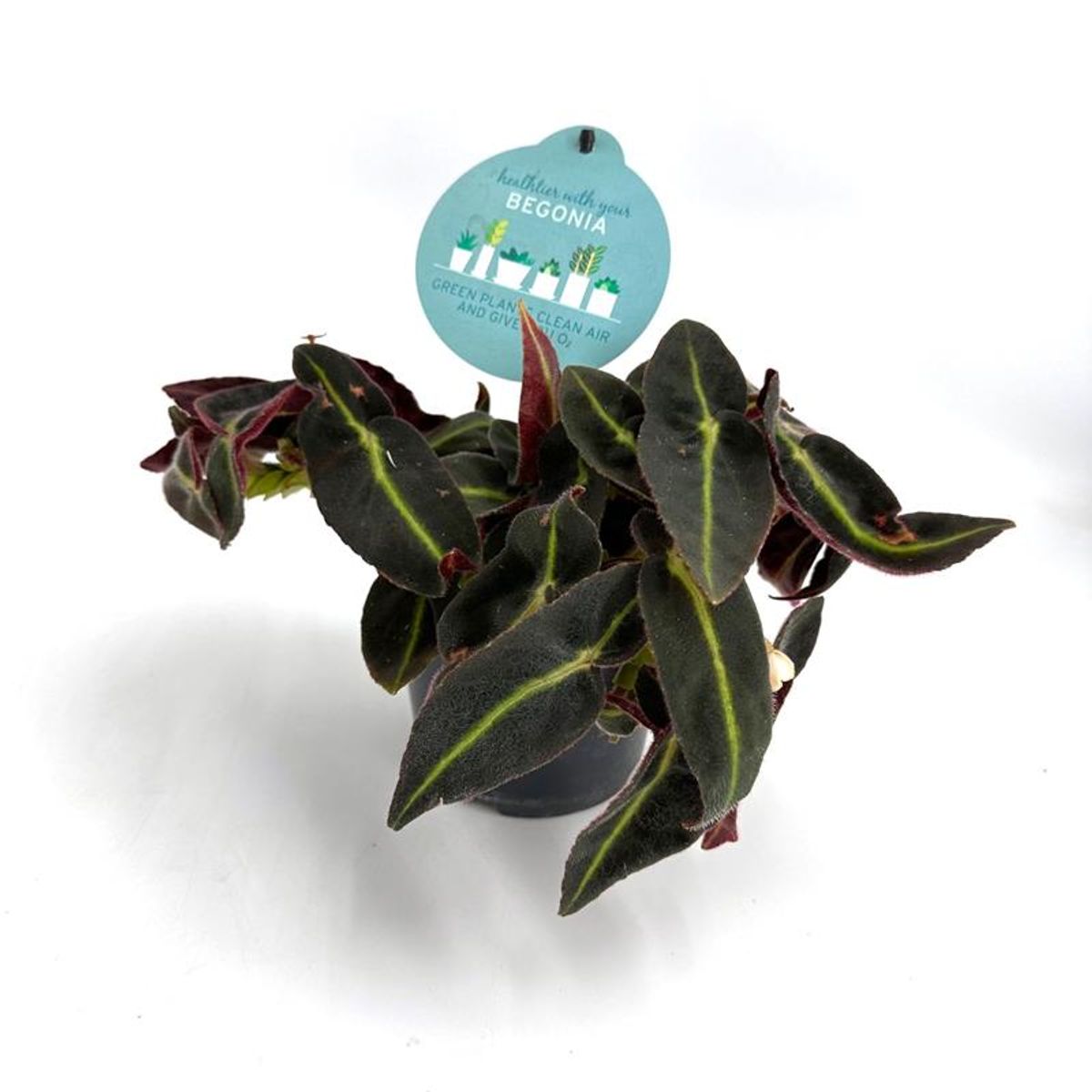 Begonia listada — Plant Wholesale FlorAccess