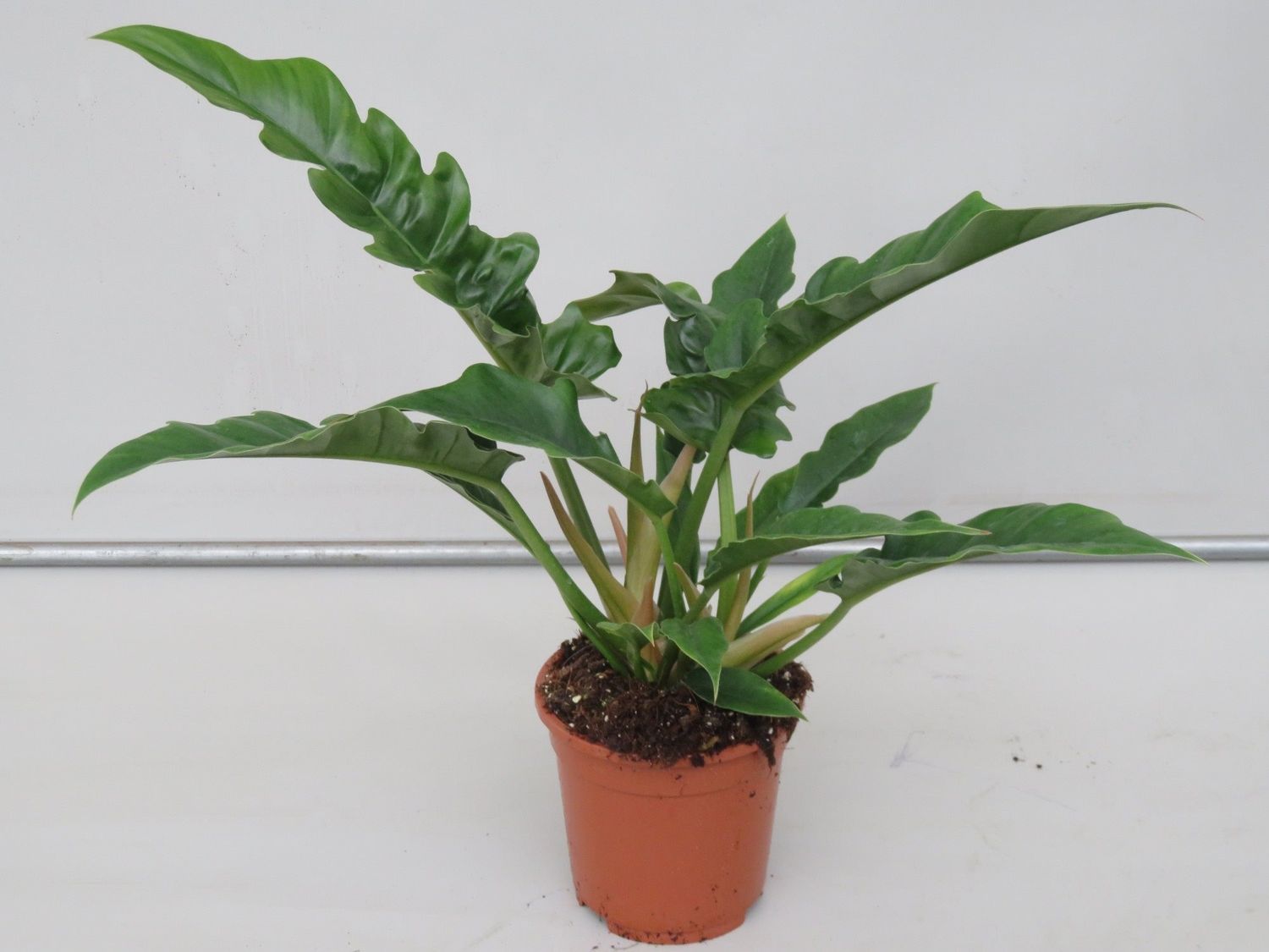 Philodendron 'Narrow Escape' — Plant Wholesale FlorAccess