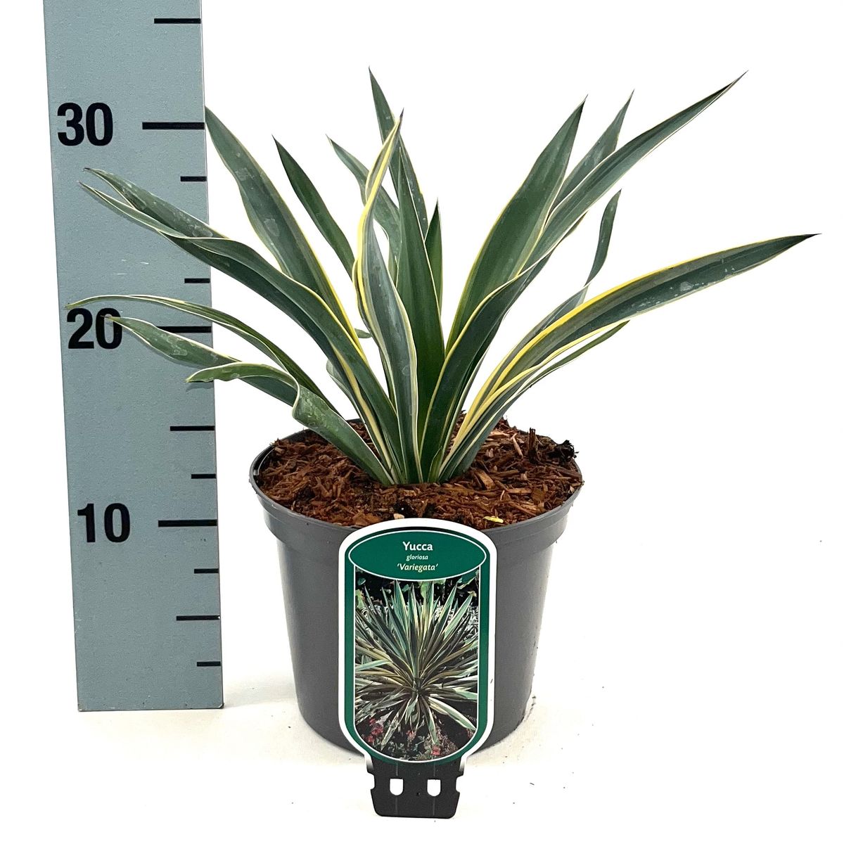 Yucca gloriosa 'Variegata' — Plant Wholesale FlorAccess