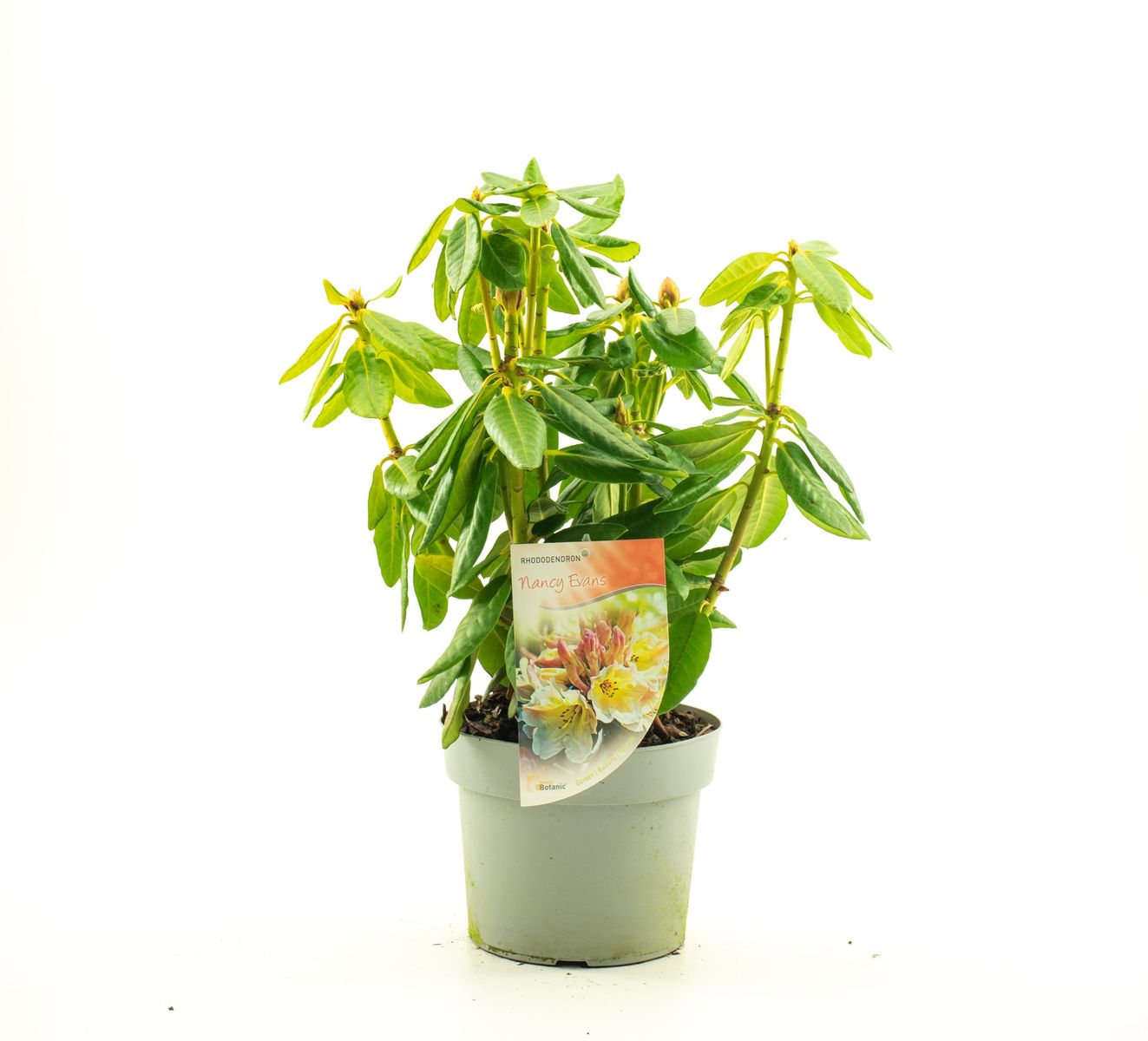 Rhododendron 'Nancy Evans' — Plant Wholesale FlorAccess
