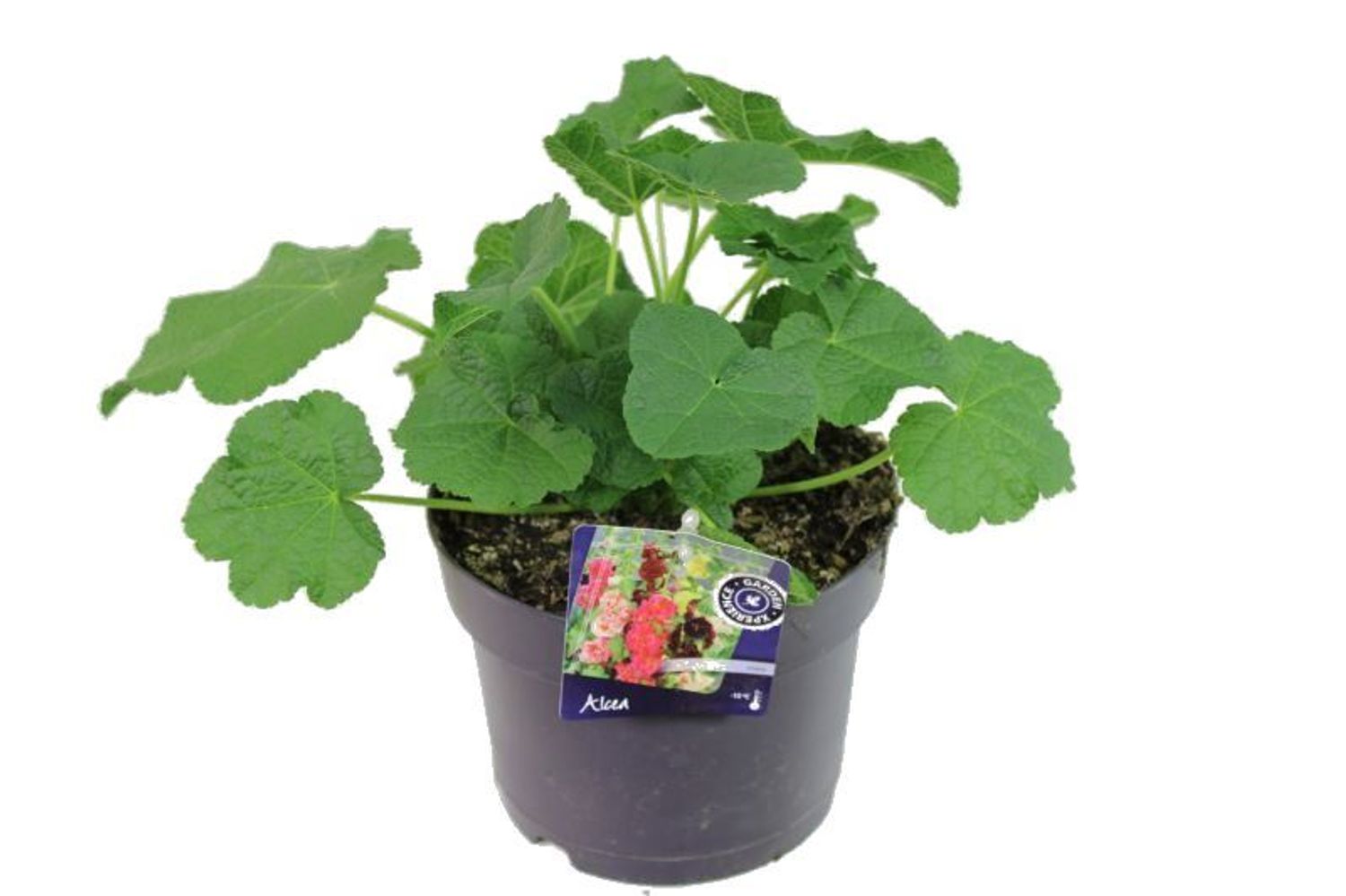 Alcea rosea CHATER'S DOUBLE MIX — Plant Wholesale FlorAccess